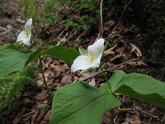 様似山道 花歩き